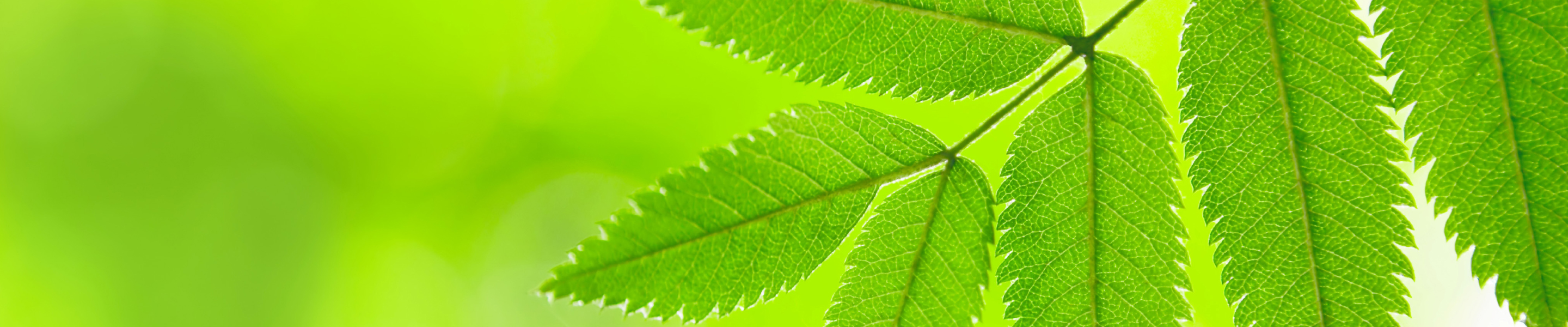 Green Credentials - Booth BrothersGreen Credentials – Umbrella Collection